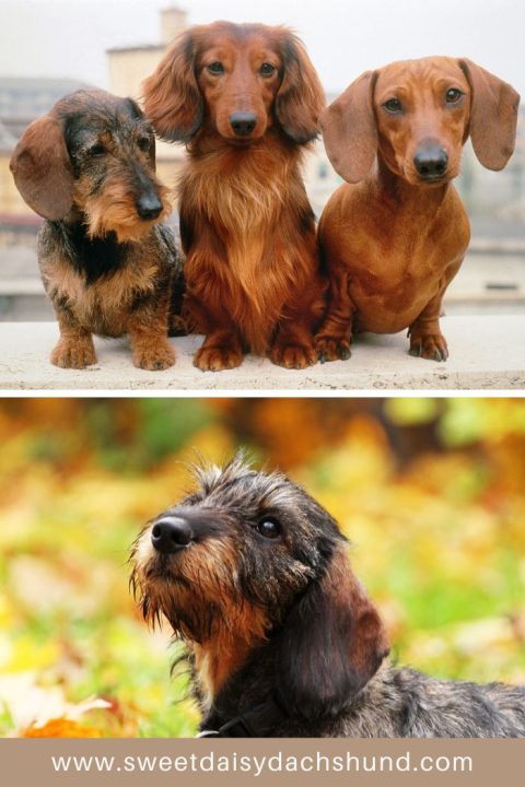 10 'Need To Know' Facts About Dachshunds - Sweet Daisy Dachshund