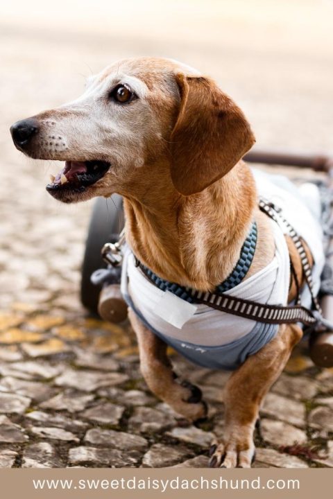 Do Dachshunds Have Any Health Problems? - Sweet Daisy Dachshund