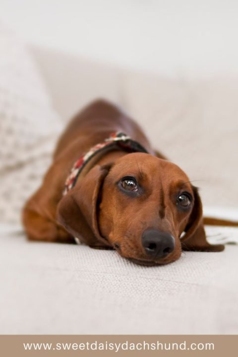 15 Most Common Dachshund Personality Traits - Sweet Daisy Dachshund